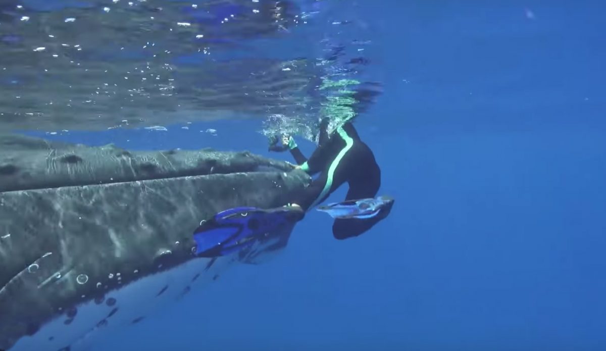 Watch this Humpback Whale Save a Marine Biologist from a "Big Honking ...
