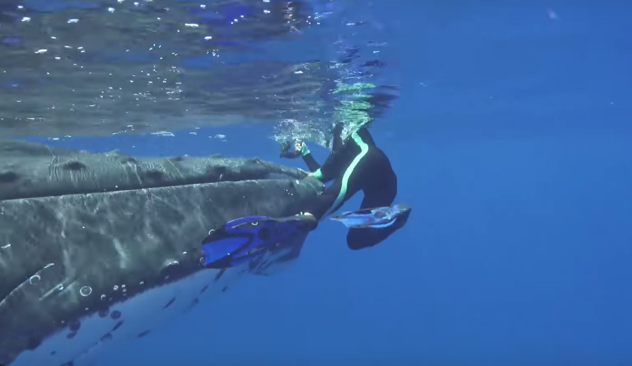 Marine Biologist With Whales