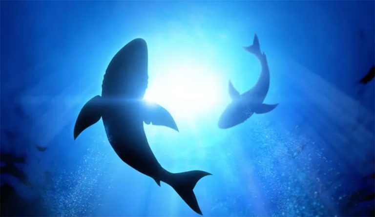 Here's How Sharks Evolved Electroreception to Find Their Prey | The Inertia