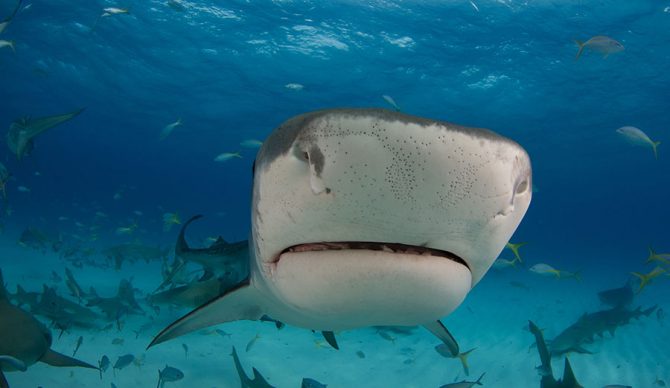 Here's How Sharks Evolved Electroreception to Find Their Prey | The Inertia