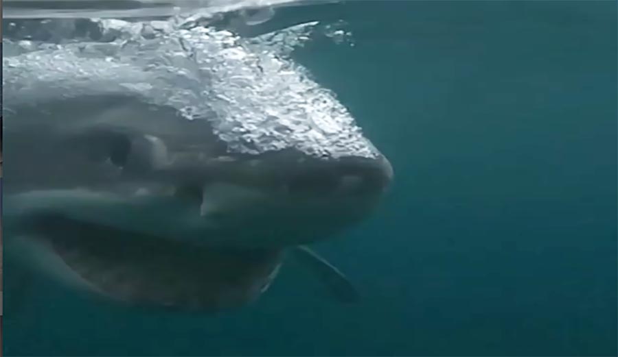 Mike Coots' Recent Footage of a Great White Shark Will Freak You The F ...