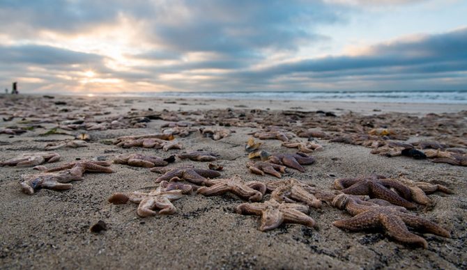 Here's Why Thousands of Starfish Washed Up Dead After the 'Beast from ...