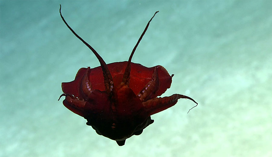 Researchers Captured Video of the 'Most Bizarre' Squid They've Ever ...