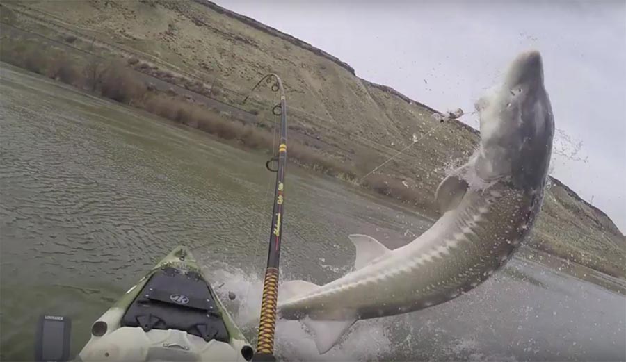 Watch This 8-Foot Sturgeon Nearly Capsize This Kayak | The Inertia