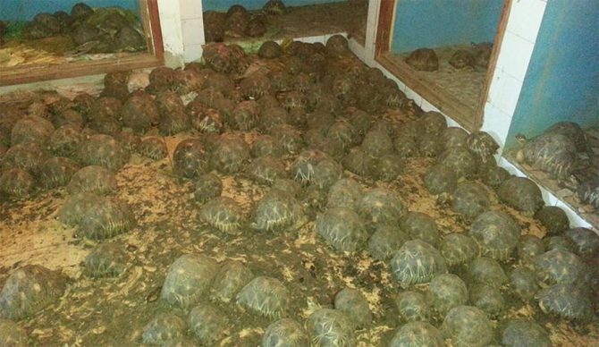 10,000 Illegally Poached Tortoises Found Crammed in a House in ...