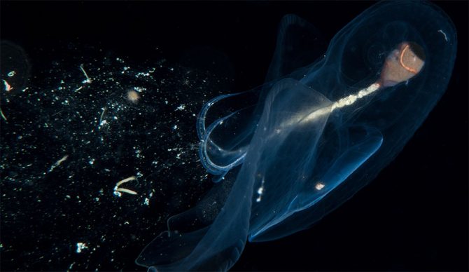 Meet the Ocean Creatures That Uses a Mucus Mesh to Catch Their Food ...