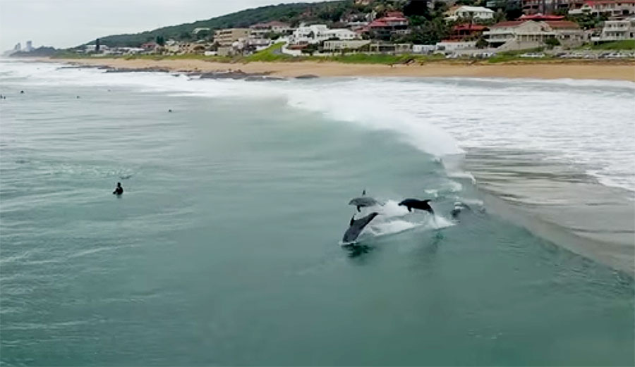 This Is Quite Possibly the Greatest Surfing Dolphin Video You've Ever ...
