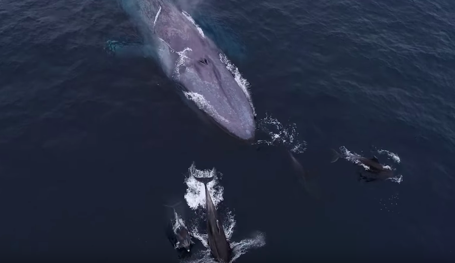 Incredible Video Shows Blue Whale and Calf Playing with Dolphins in San ...