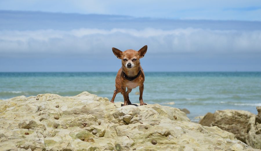 Five Dog Breeds Every Surfer Should Consider | The Inertia