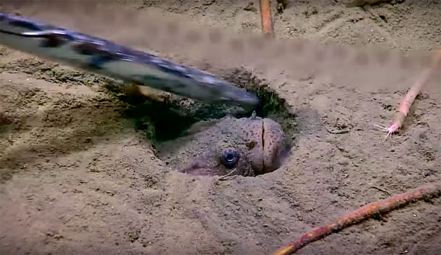 Watch This Incredible Footage of a Lightning-Fast Deep Sea Predator ...