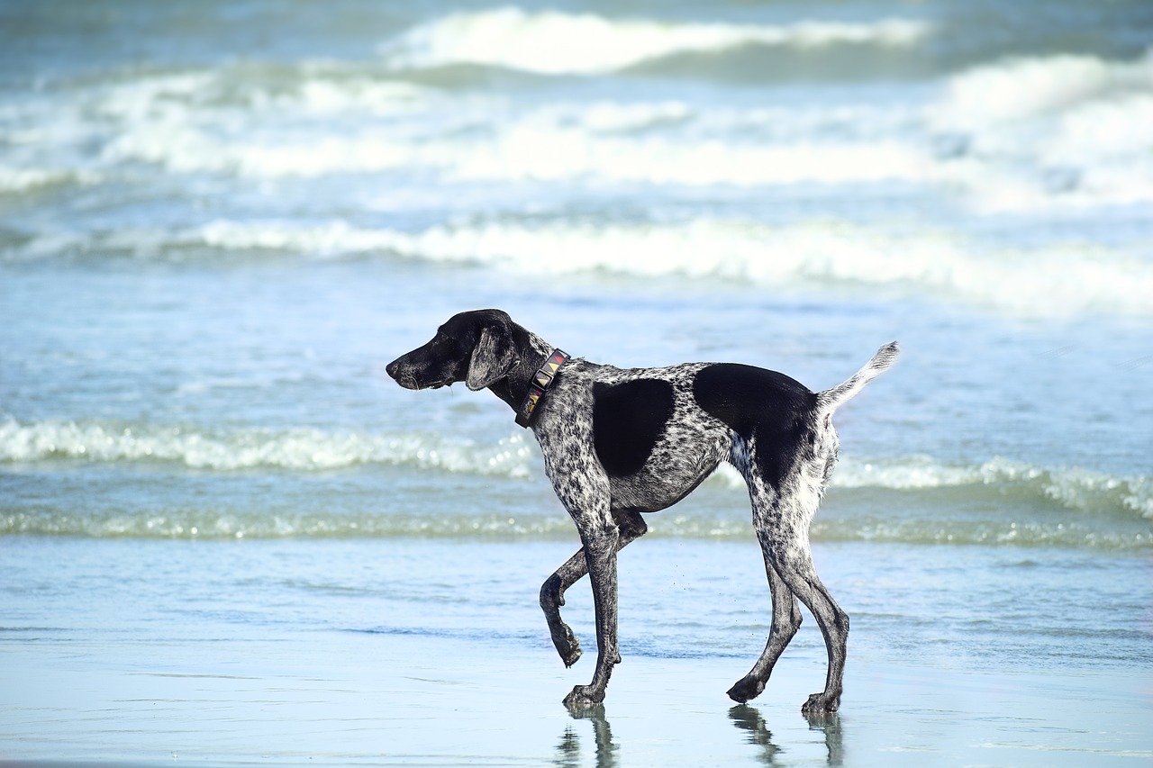 Five Dog Breeds Every Surfer Should Consider | The Inertia