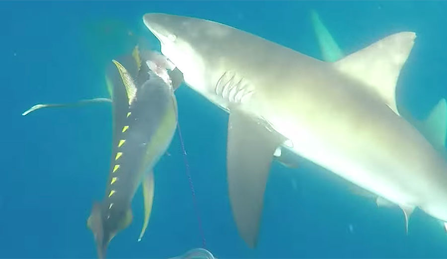 Watch This Spear Fisherman's Epic Battle With Sharks for His Catch ...