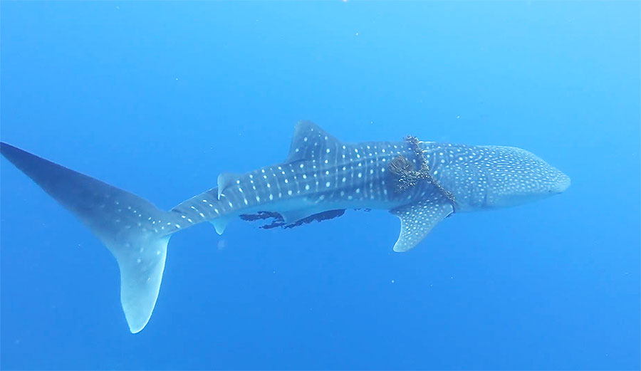 Snorkelers Free Emaciated Whale Shark From 200 Pounds of Discarded ...