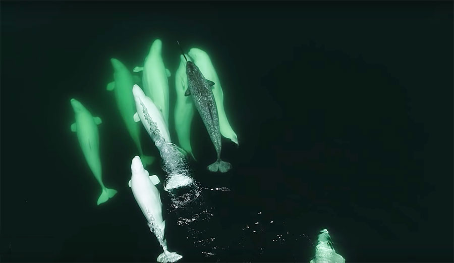 This Pod of Beluga Whales Adopted a Young Lost Narwhal | The Inertia