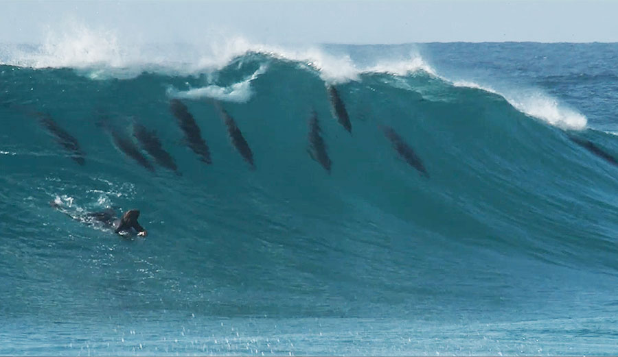 Dave Rastovich's Dolphin Summoning Powers | The Inertia