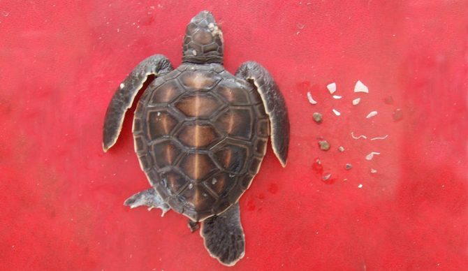 Here's How Much Plastic It Takes to Kill a Turtle | The Inertia