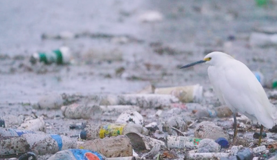 Plastic and Trash River Flow in LA After Rain | The Inertia
