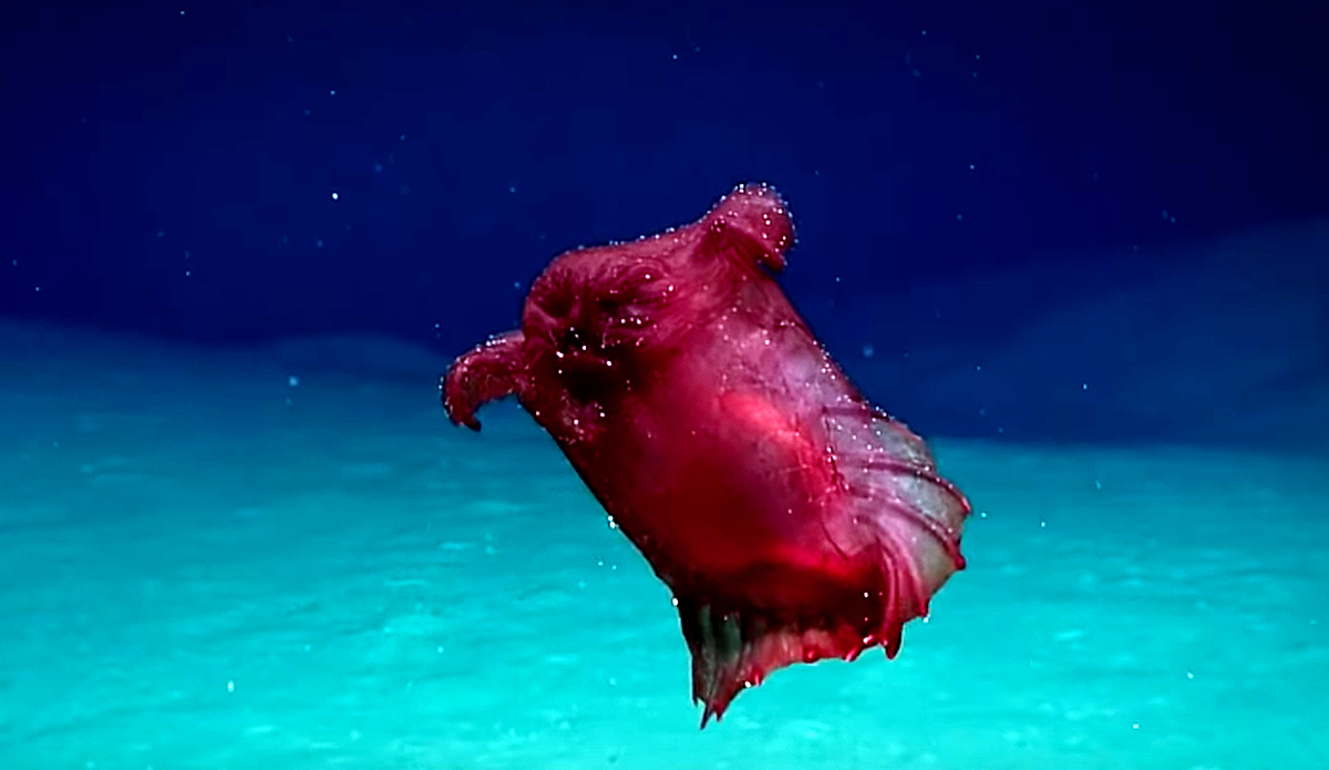There's a Thing Called the 'Headless Chicken Monster' Living in the ...