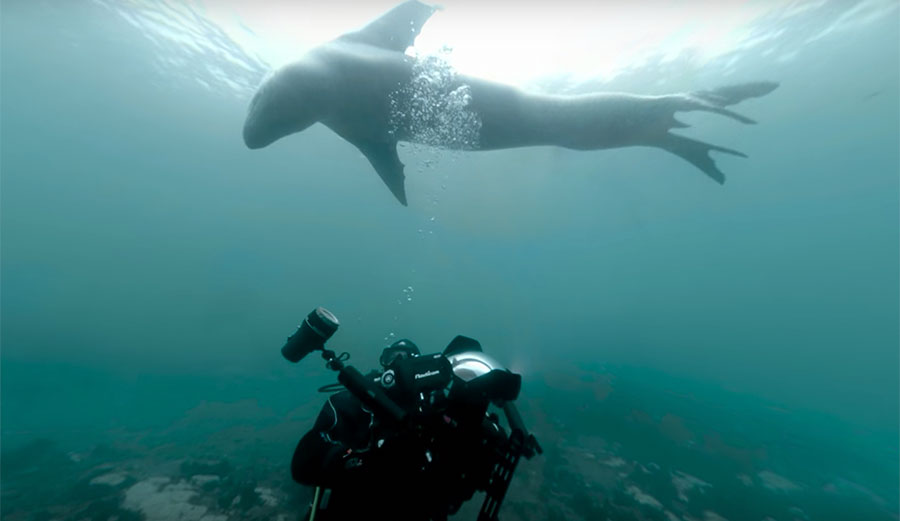 Here's the Secret to Interacting With 'Big Wildlife Predators' Shot In ...