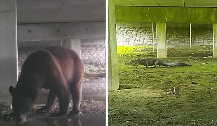 Watch Alligators, Lions, and Bears Pass Through This Wildlife Corridor ...