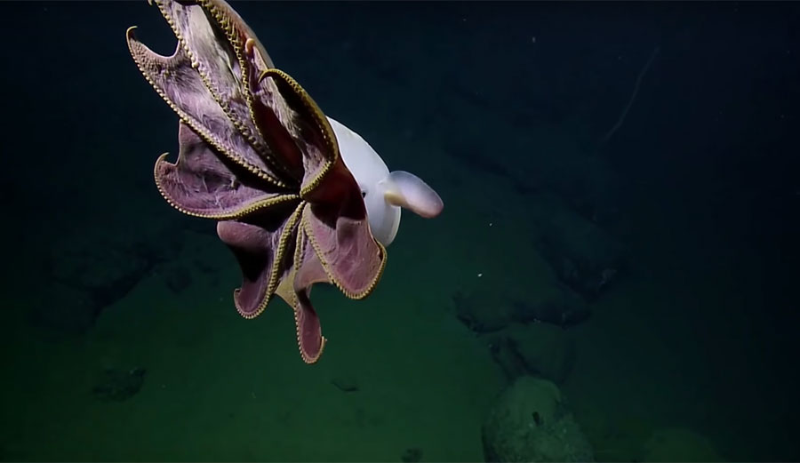 Extraordinary Footage of an Ultra-Rare Dumbo Octopus Shows Just How ...
