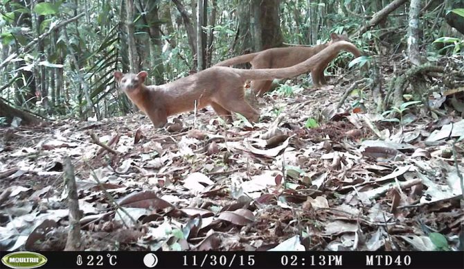 First Video of Rare Apex Predator In the Wild Caught on Camera in ...