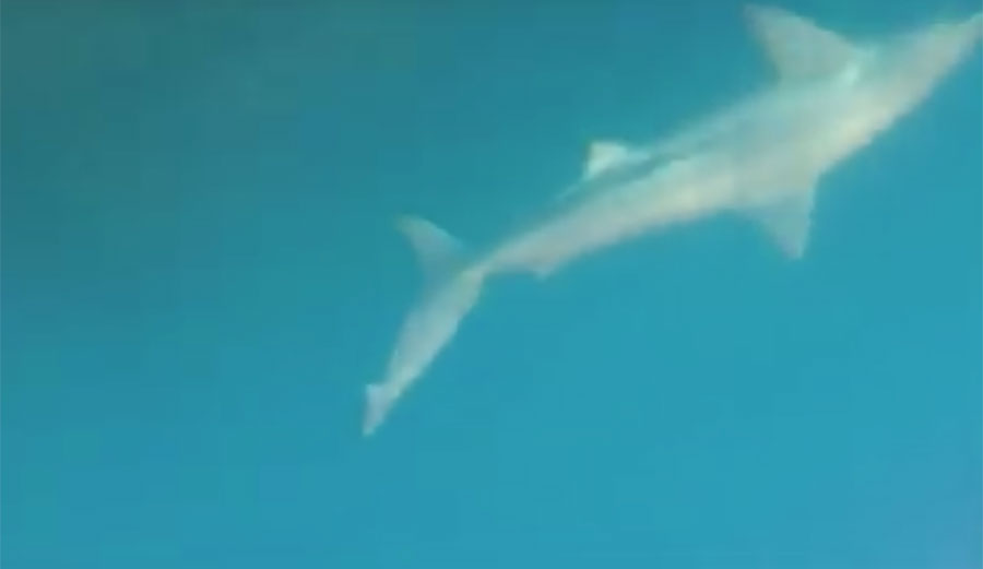 Spearfisherman Records Petrifying Shark Attack on His Go Pro | The Inertia
