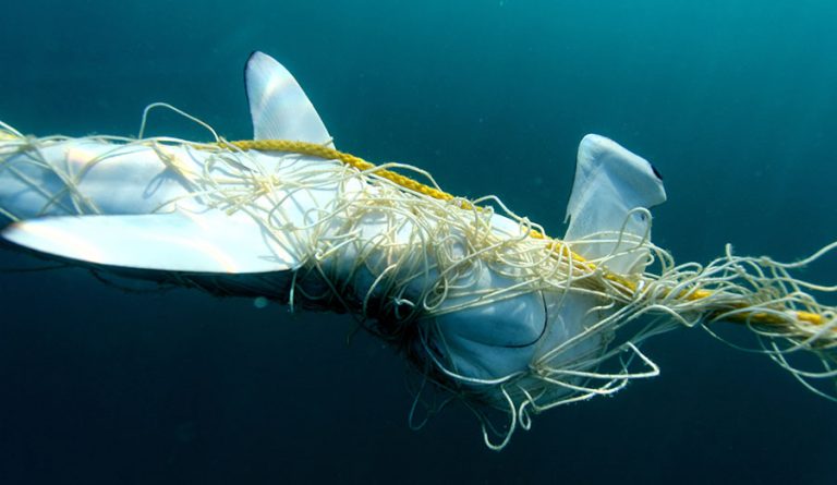 A Shark Week Host and Scientist Created This Humane (and Effective ...