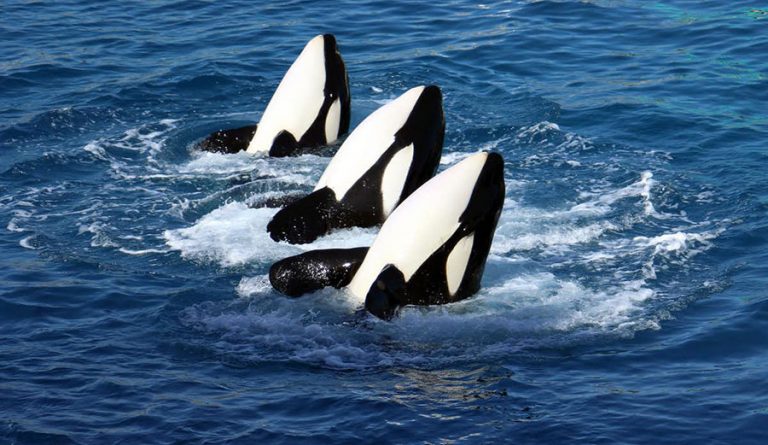 'Talking' Orca Stuns Researchers by Mimicking Human Speech | The Inertia
