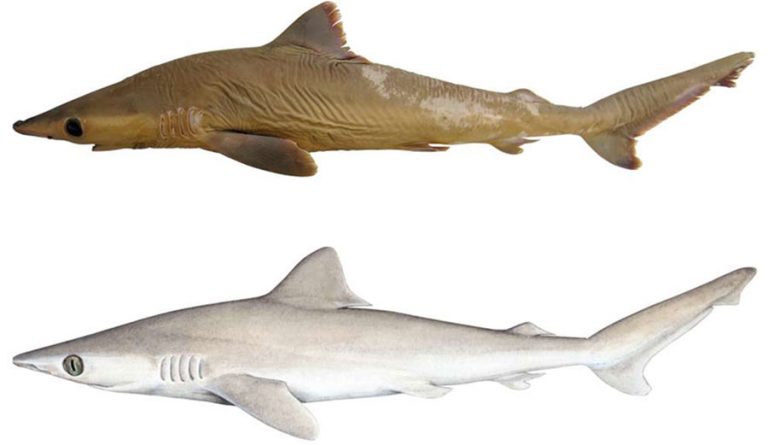 Researchers Just Named a Brand New Species of (Probably) Extinct Shark ...