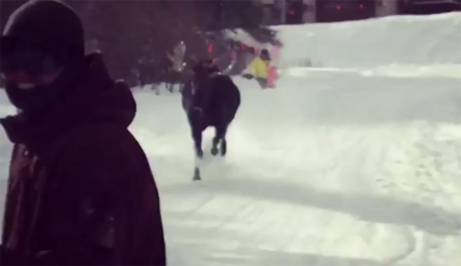 This Moose Got Territorial, Chasing Skiers and Snowboarders at ...