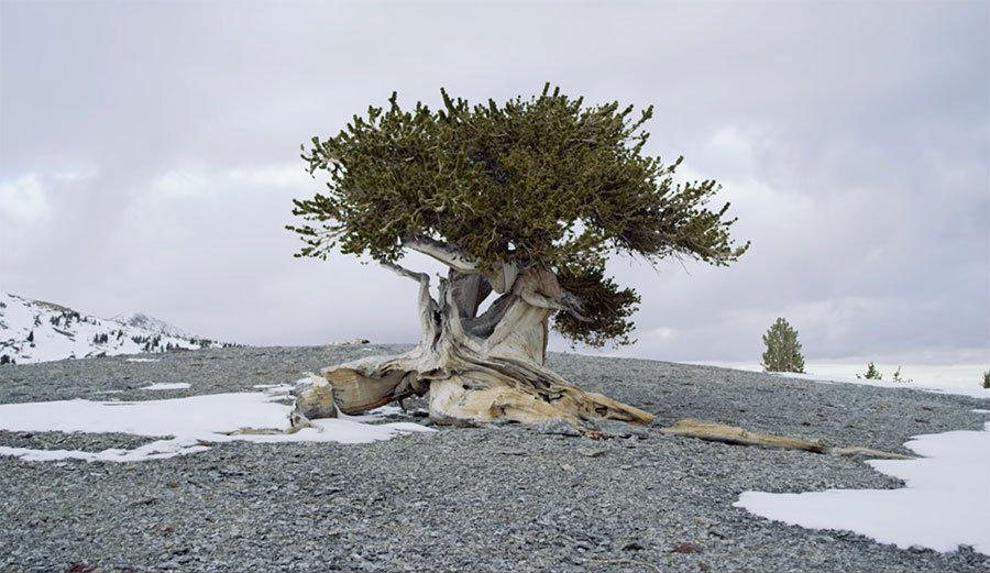 'Treeline', Patagonia's Stunning New Film, Will Open Your Eyes to the ...