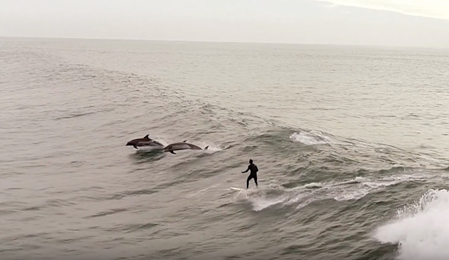 Dolphin/Surfer Party Wave in Ventura | The Inertia