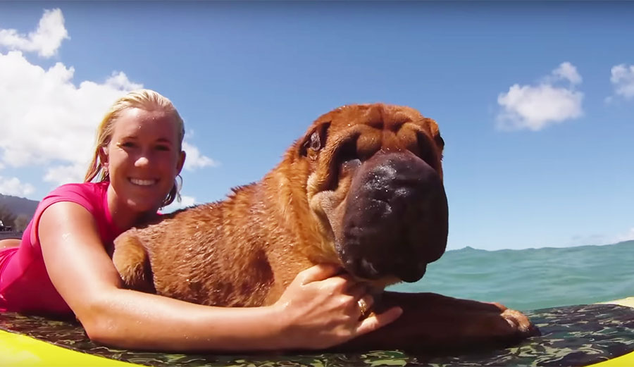 Watch Bethany Hamilton Surfing With Her Adorable Shar-Pei | The Inertia