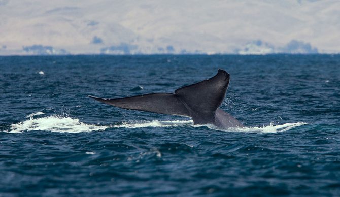 Blue Whale Fossil Unearthed In Italy Is the Largest Skeleton Ever ...