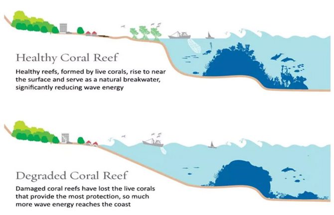 Coral Reefs Provide Flood Protection Worth $1.8 Billion Annually – It’s ...
