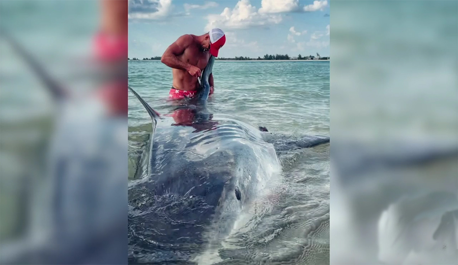 Fisherman Catches Giant Tiger Shark in Florida | The Inertia
