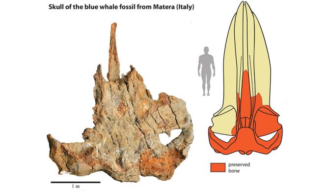 Blue Whale Fossil Unearthed In Italy Is the Largest Skeleton Ever ...