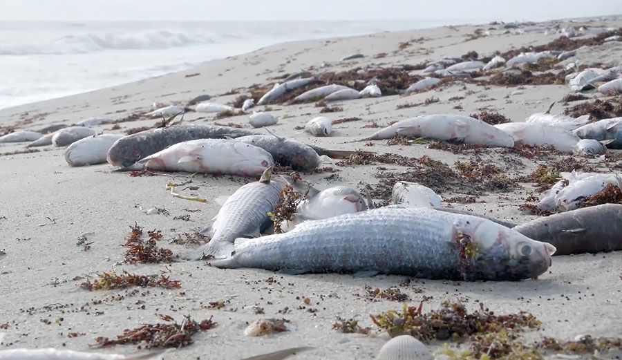 Florida’s Toxic Algae Crisis Is Still Happening and Everyone Should Be ...