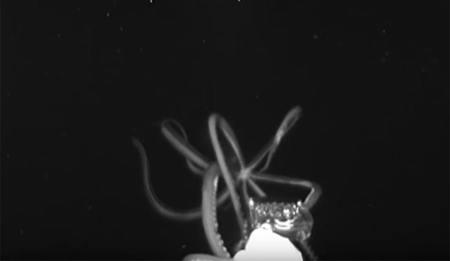 Watch the First-Ever Footage of a Magnificent Giant Squid In U.S ...