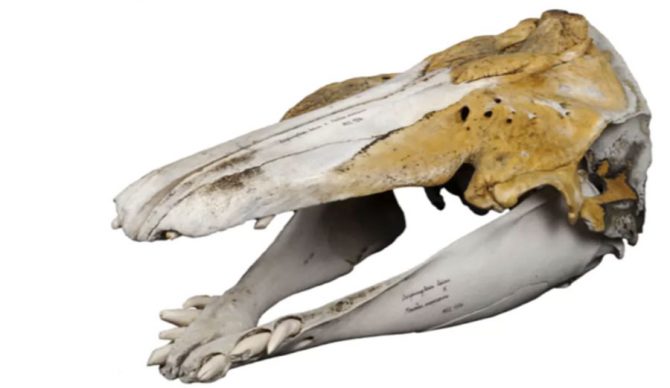 This Strange Skull Has Confused Scientists Since 1990, but They Finally ...