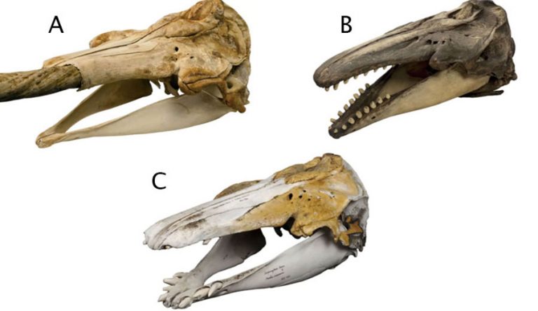This Strange Skull Has Confused Scientists Since 1990, but They Finally ...