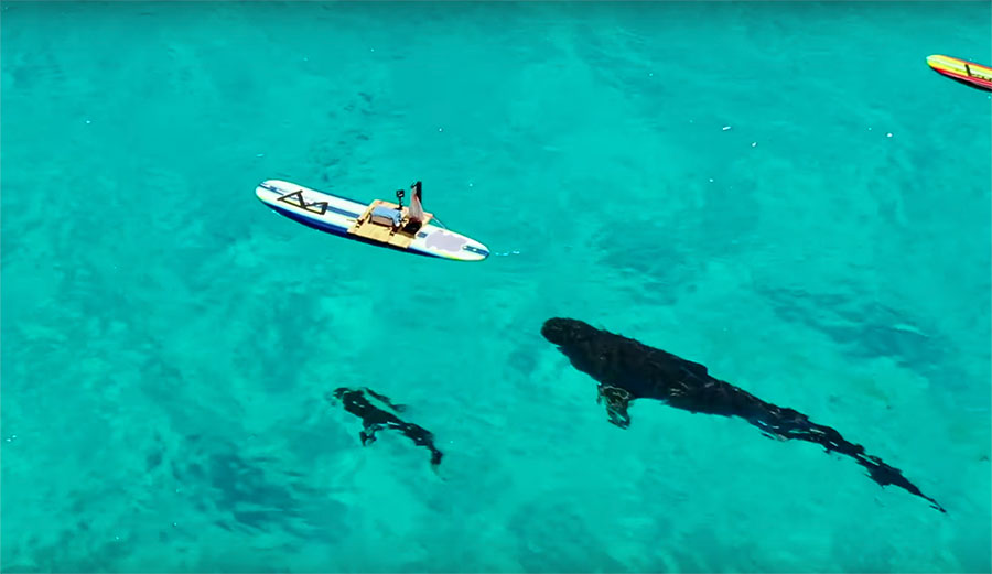 Shark Pee