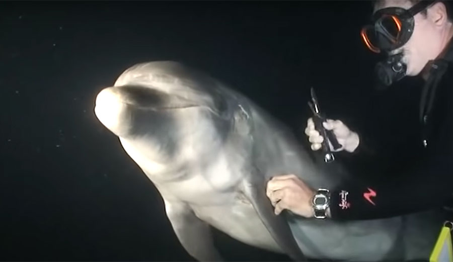 Watch This Patient Dolphin Ask a Diver For Help Removing a Fishing Hook ...