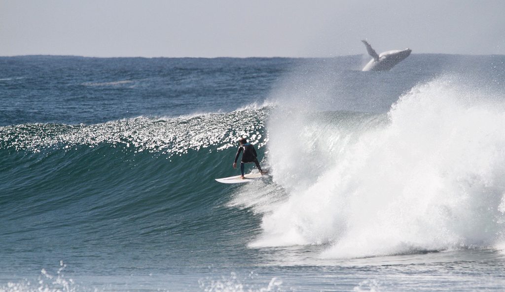 It Took 10 Years To Capture This Photo of a Humpback Whale and One ...