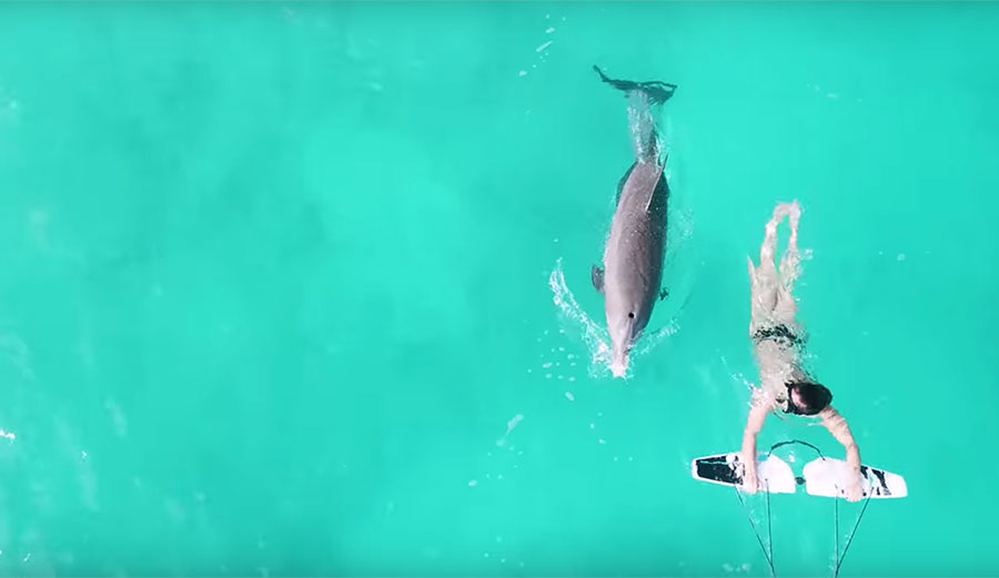 This Is the World's Friendliest Wild Dolphin | The Inertia