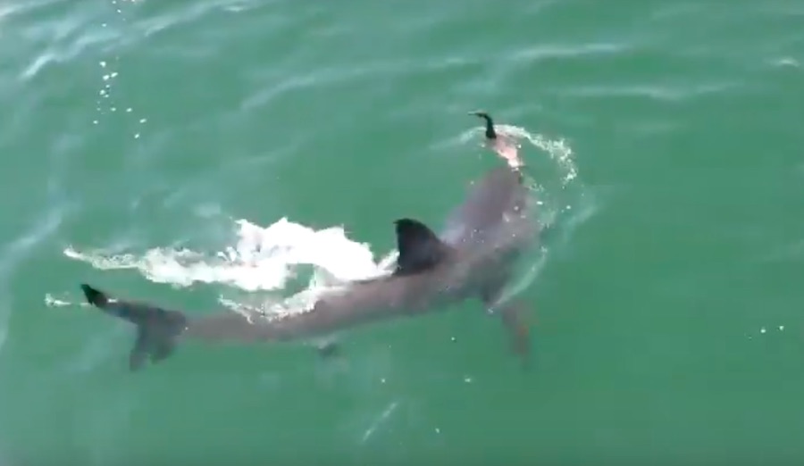 Watch This Bird Miraculously Escape the Clutches of Great White Shark ...