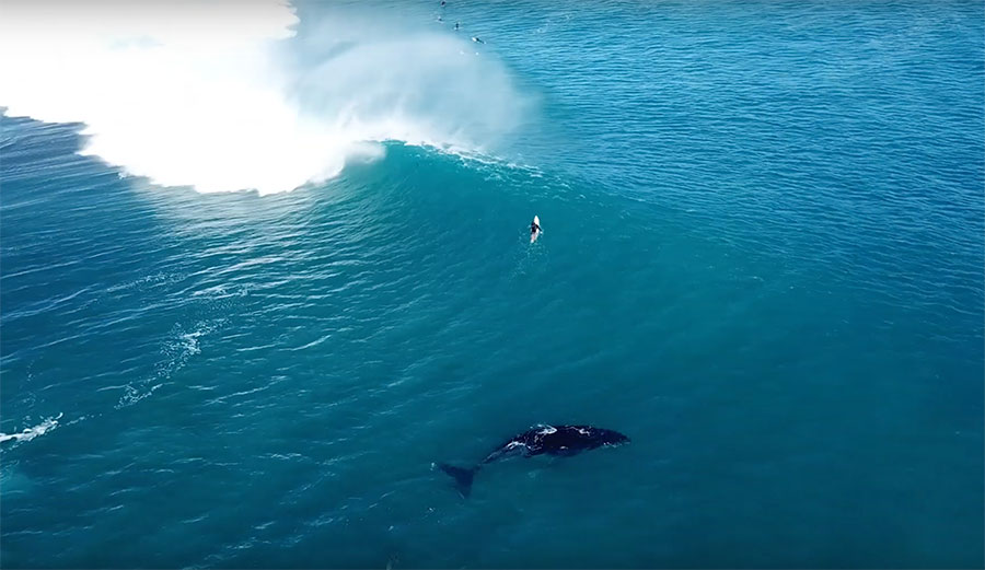These Lucky Surfers Shared the Lineup with a Humpback Whale and a Pod ...