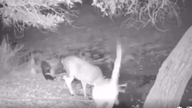Mountain Lion Pouncing on Deer at Night Is True Display of Nature's ...