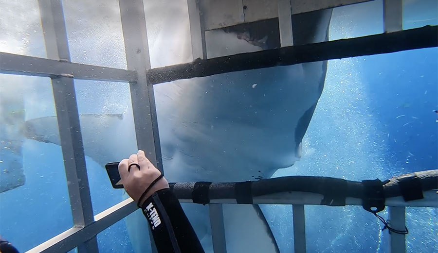 Incredible Video Shows Great White Shark Violently Shaking Shark Diving ...